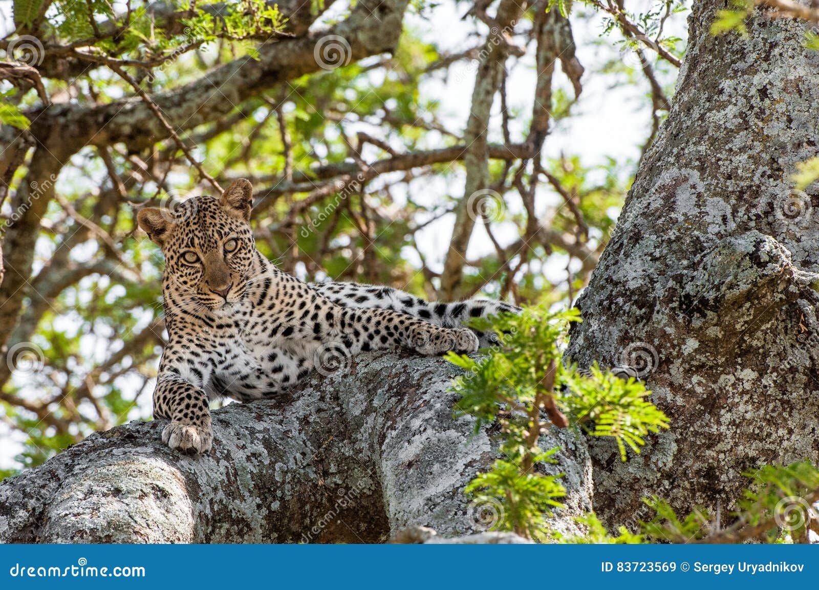 Leopard on a tree. stock image. Image of africa, lazy - 83723569
