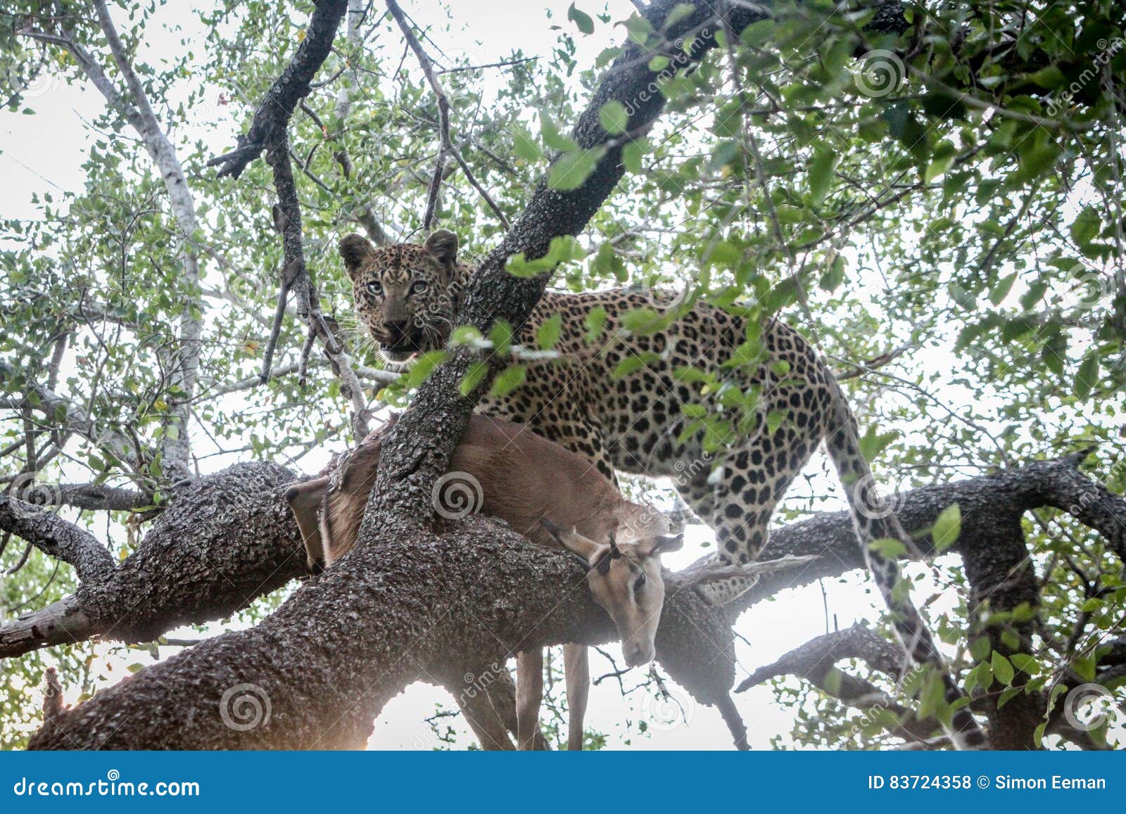 Leopard in a Tree with an Impala Kill. Stock Photo - Image of ...