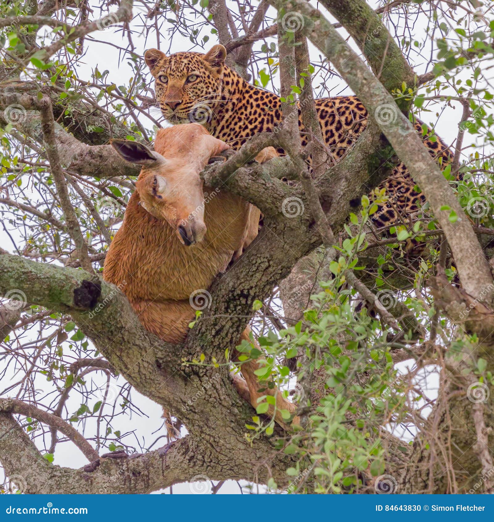Leopard in Tree with Impala Stock Photo - Image of eating, animal: 84643830