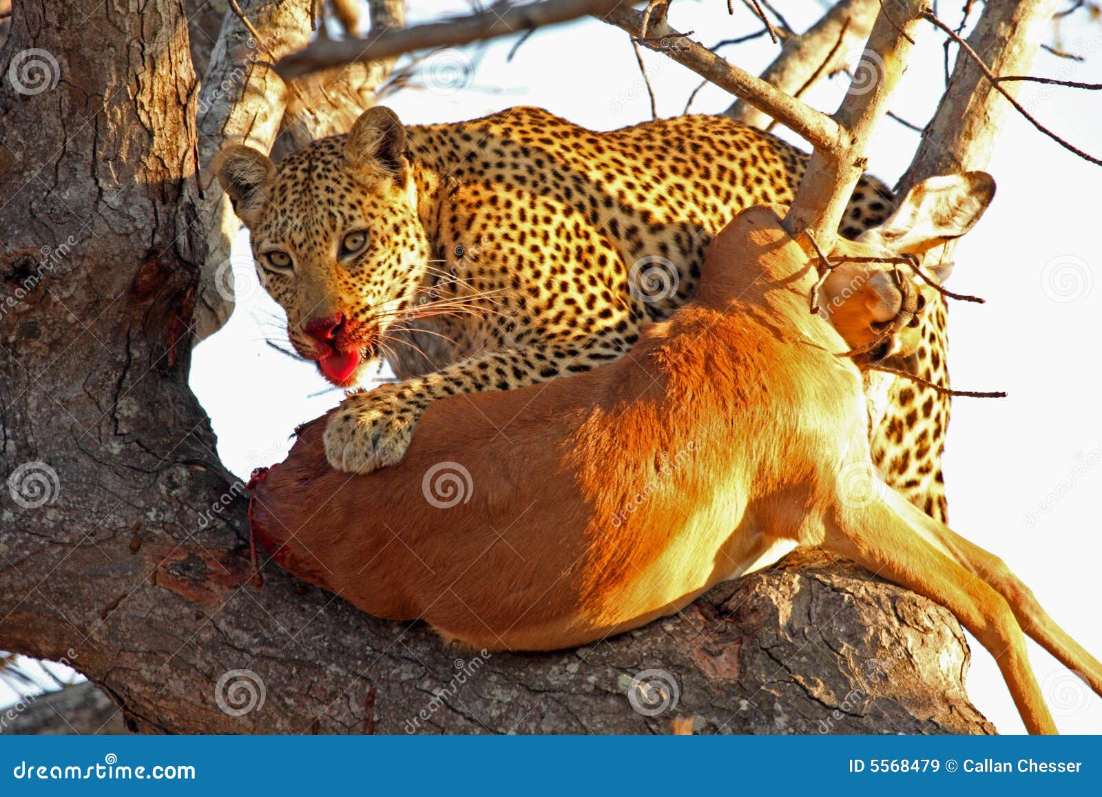 Leopard in a Tree with Kill Stock Image - Image of masai, sabi: 5568479
