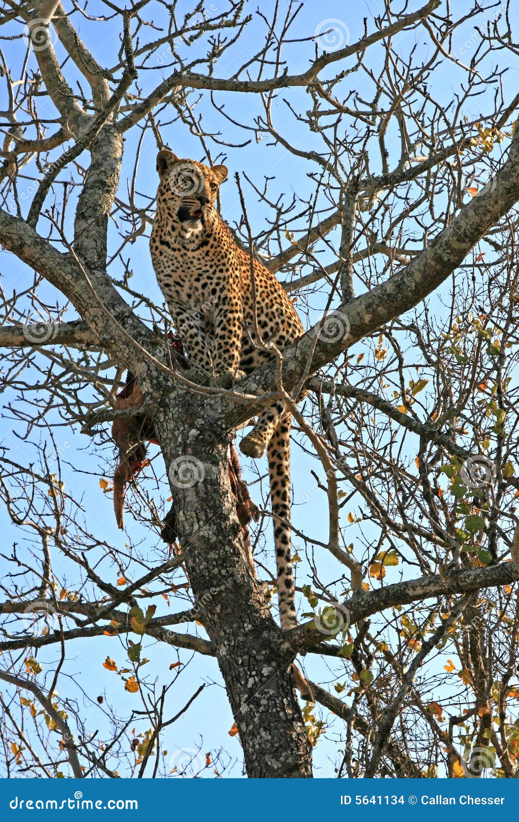Leopard in a Tree with Kill Stock Photo - Image of danger, blood: 5641134