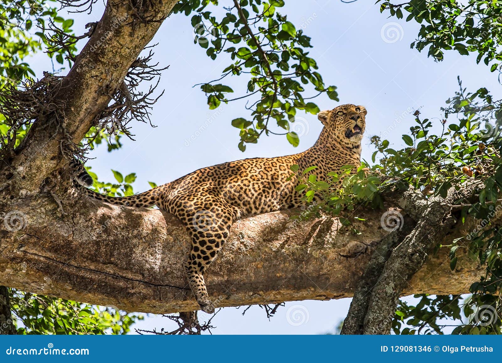 Leopard on a tree stock photo. Image of tree, nature - 129081346