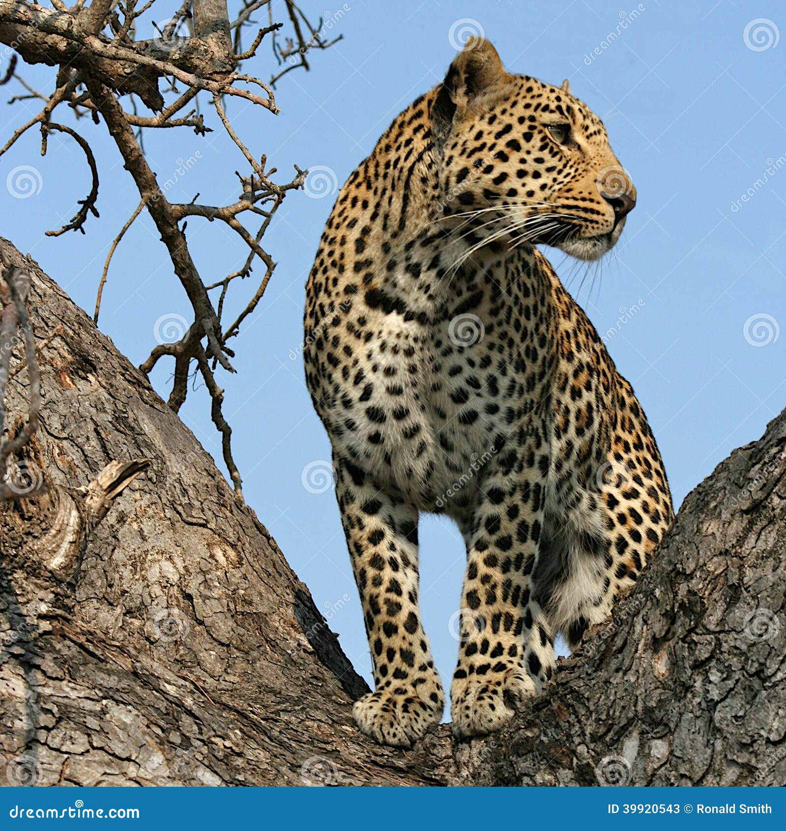 Leopard stock image. Image of africa, leopards, african - 39920543