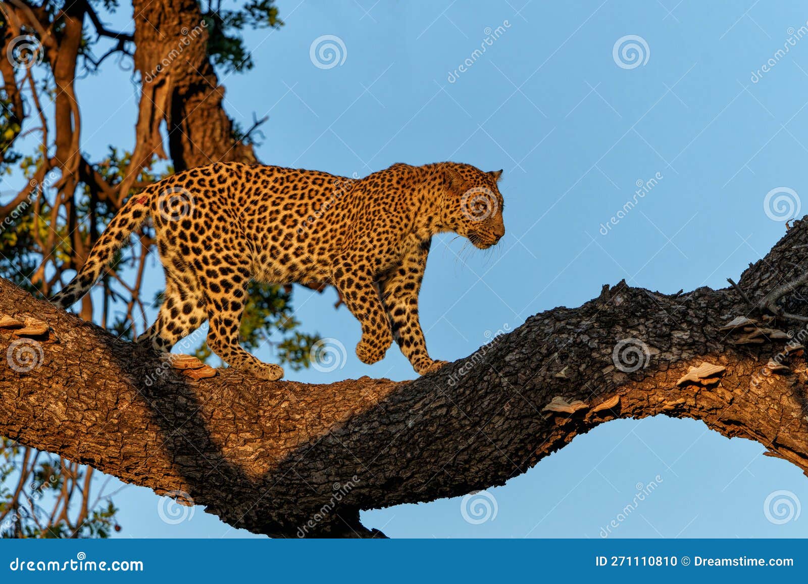 Leopard in a Tree in Mashatu Game Reserve in the Tuli Block in Botswana ...