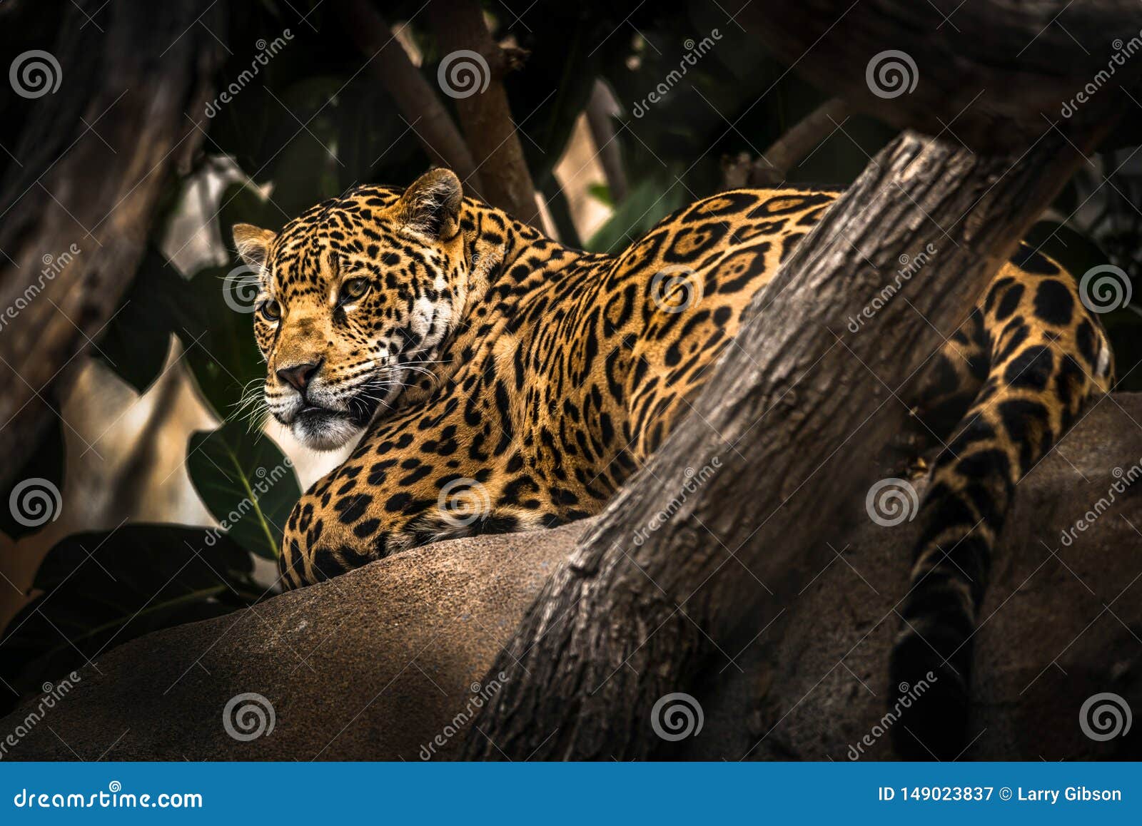 And a Leopard in a Tree Overlooking the Surrounding Area Editorial ...