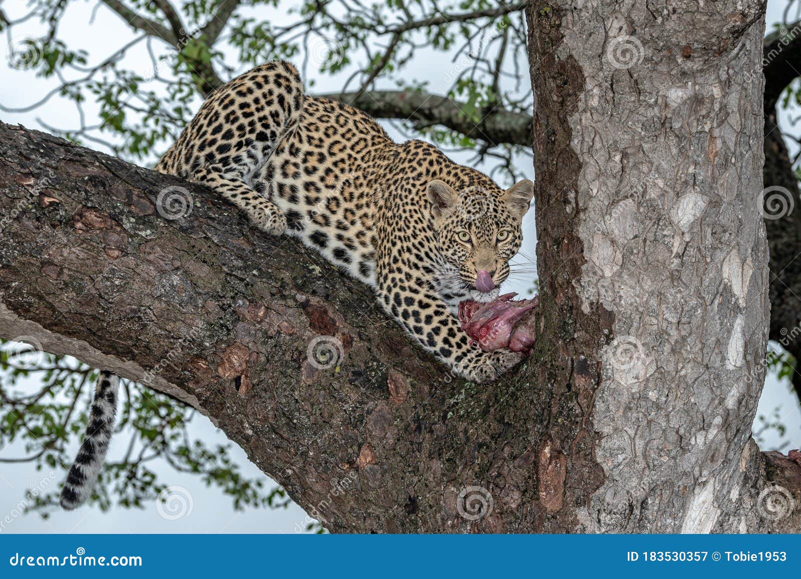 Leopard lin tree with prey stock image. Image of prey - 183530357