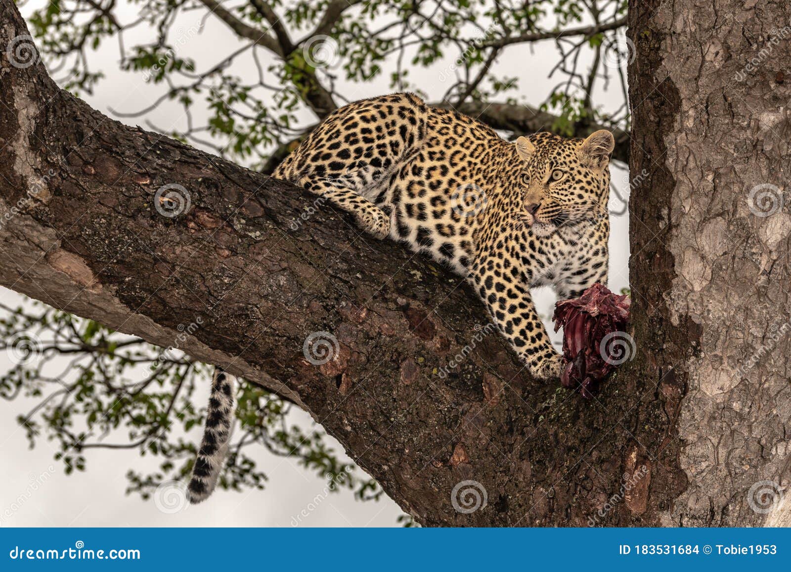 Leopard in tree with prey stock photo. Image of meat - 183531684