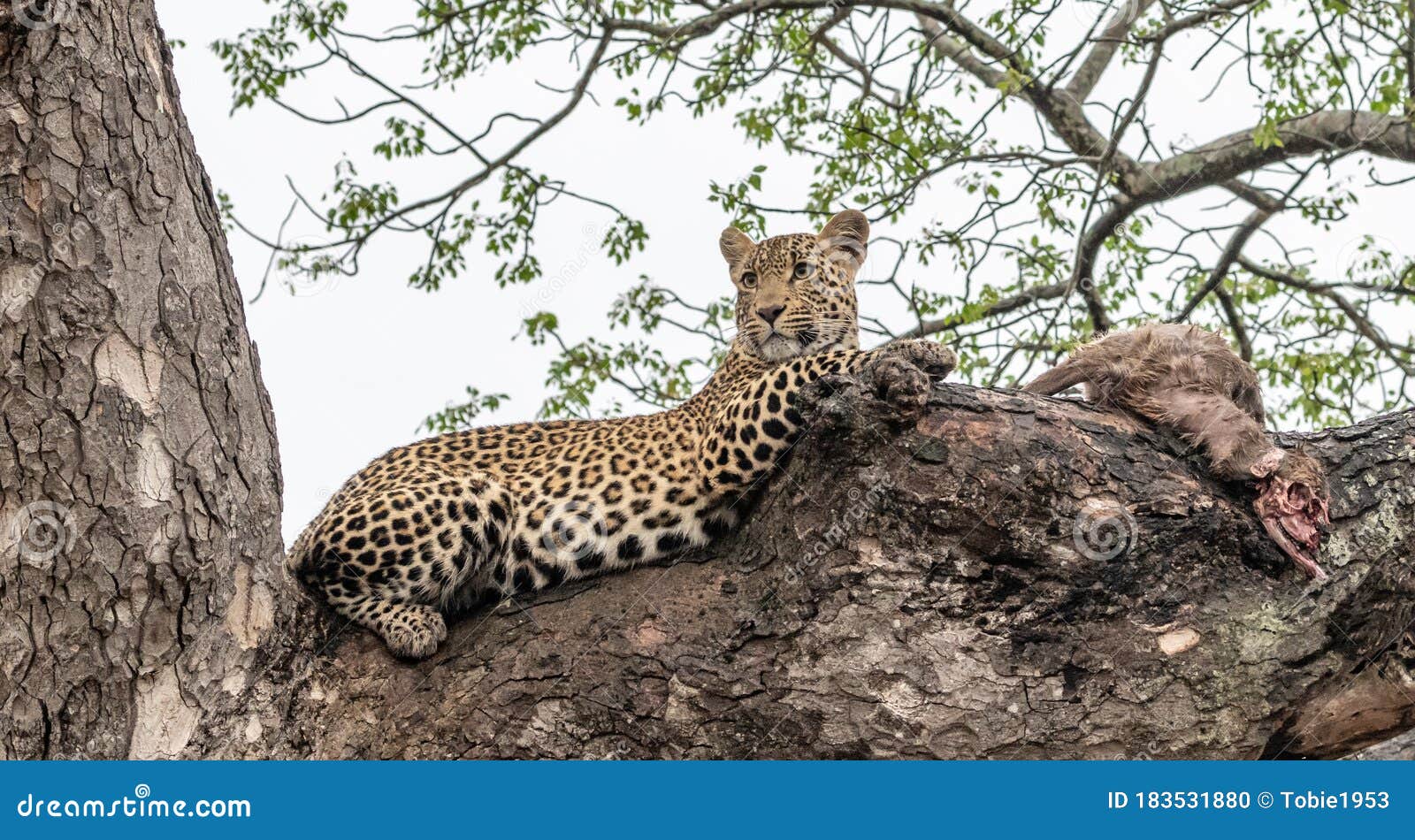 Leopard in tree with prey stock photo. Image of tree - 183531880