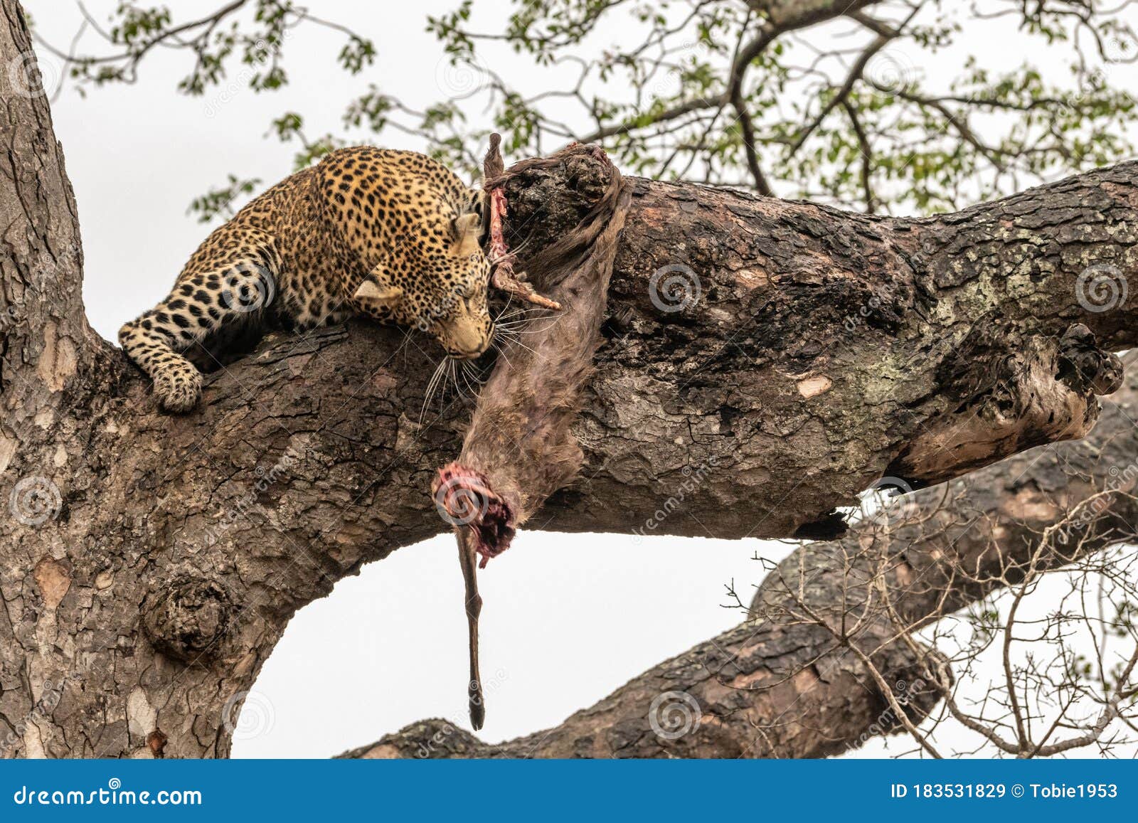 Leopards In Trees With Prey