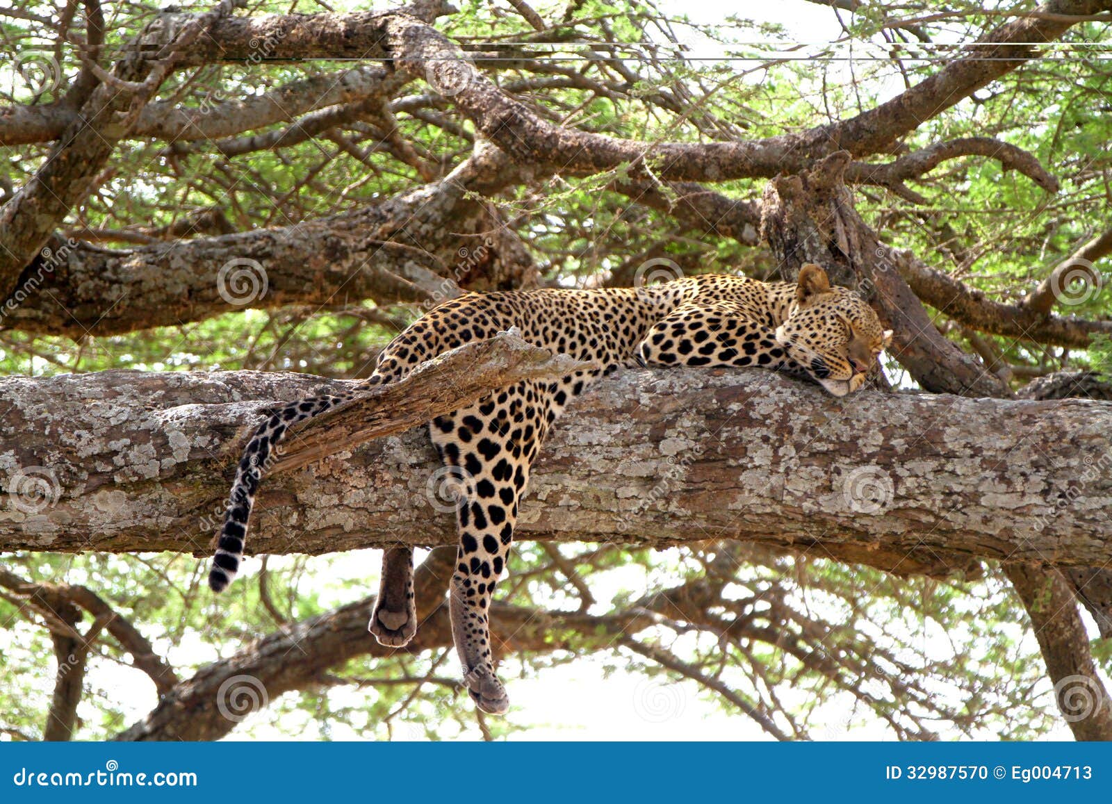 Leopard on Tree stock photo. Image of animal, creature - 32987570
