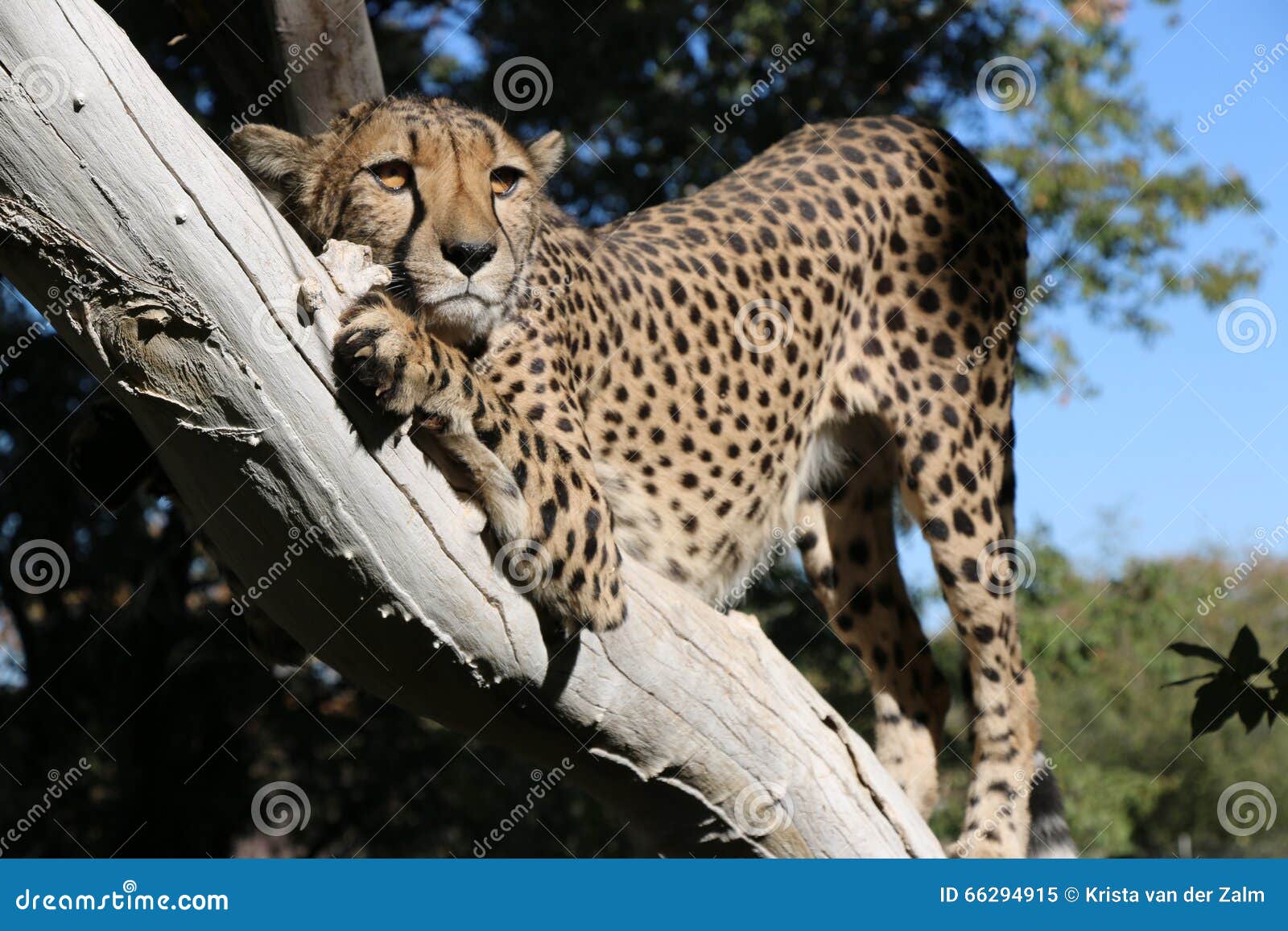 Leopard in tree stock image. Image of namibia, tree, nature - 66294915