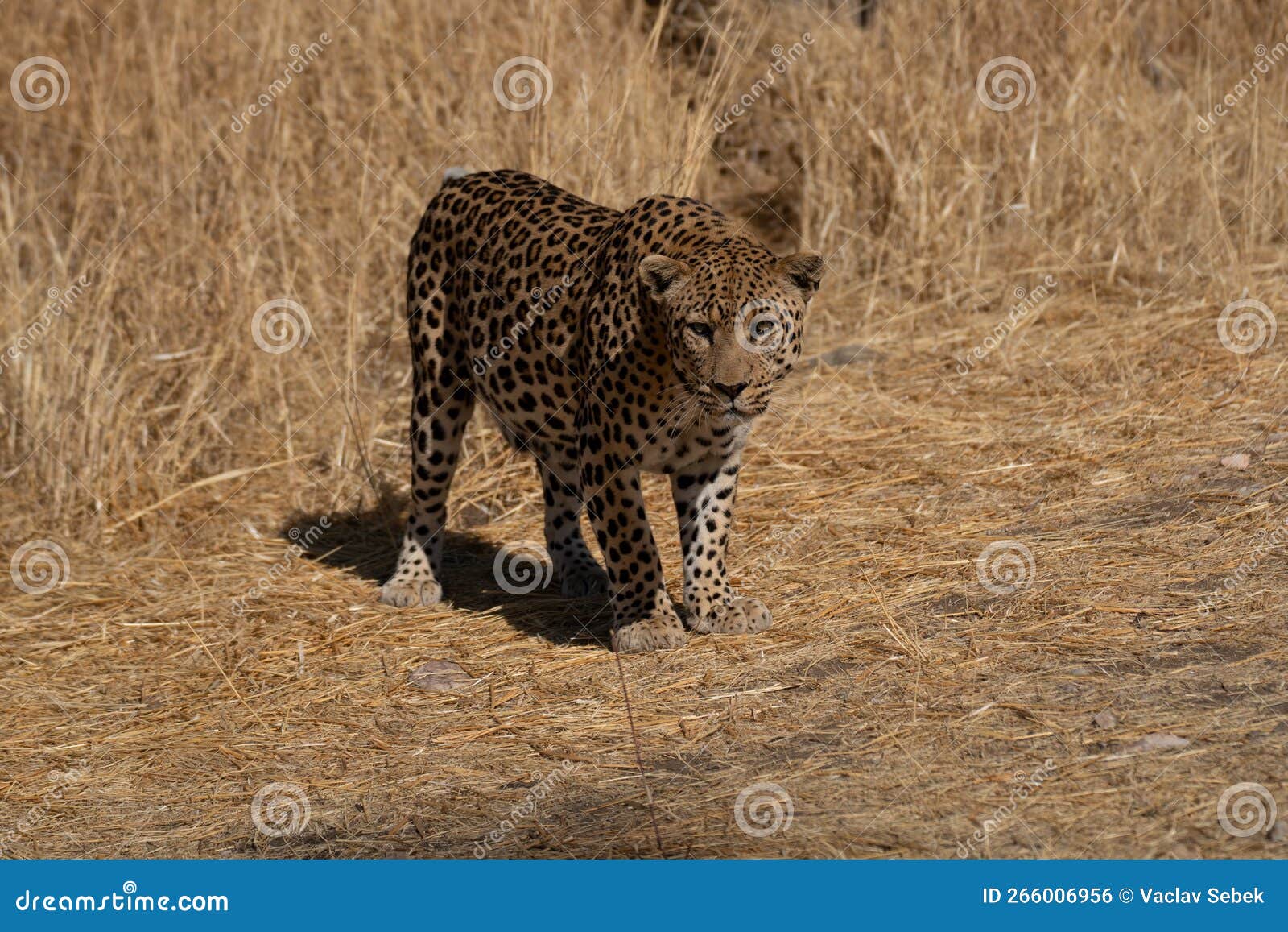 Leopard in a Tree Waiting for Prey Africa Stock Photo - Image of ...