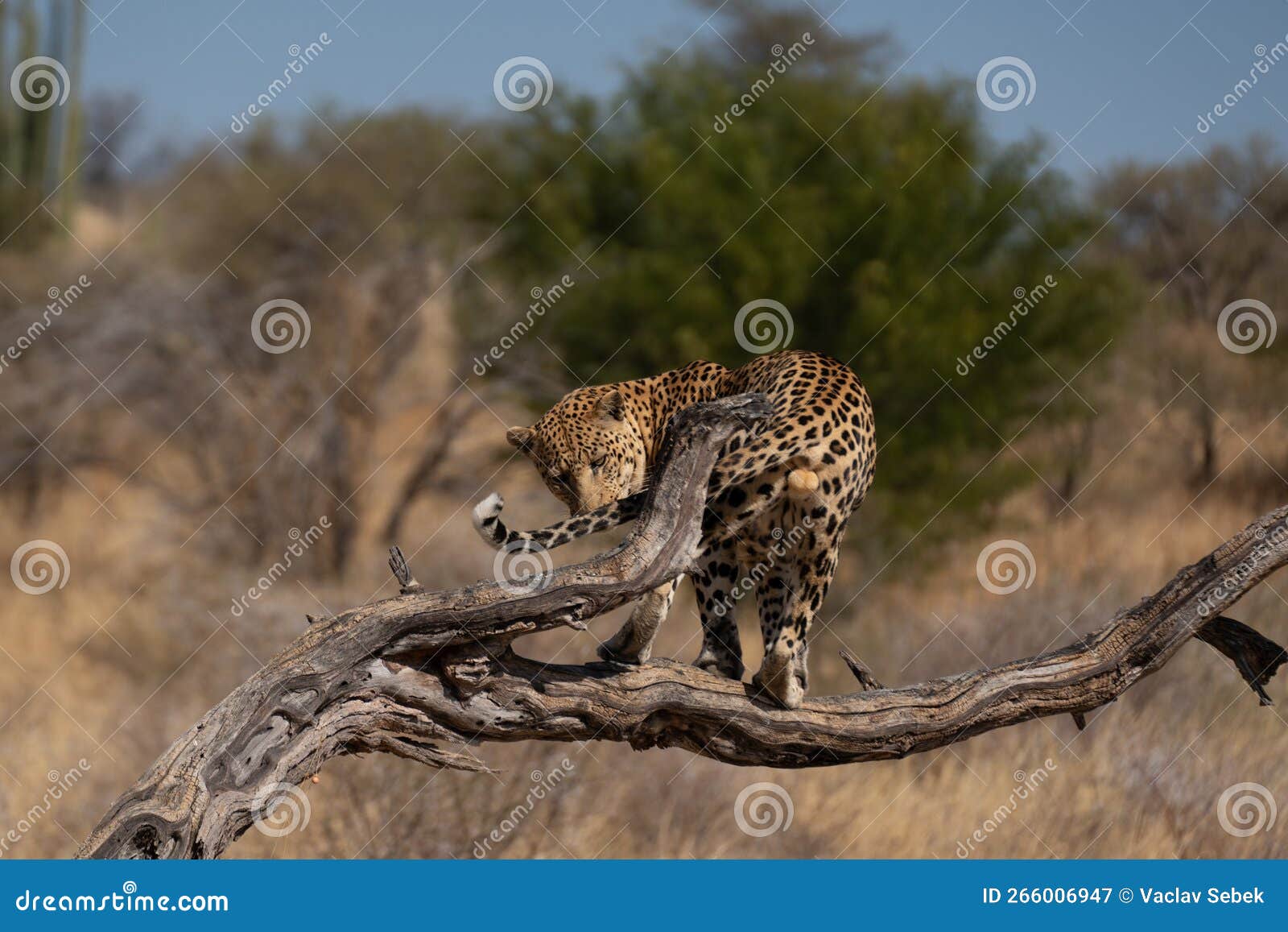 Leopard in a Tree Waiting for Prey Africa Stock Image - Image of mammal ...