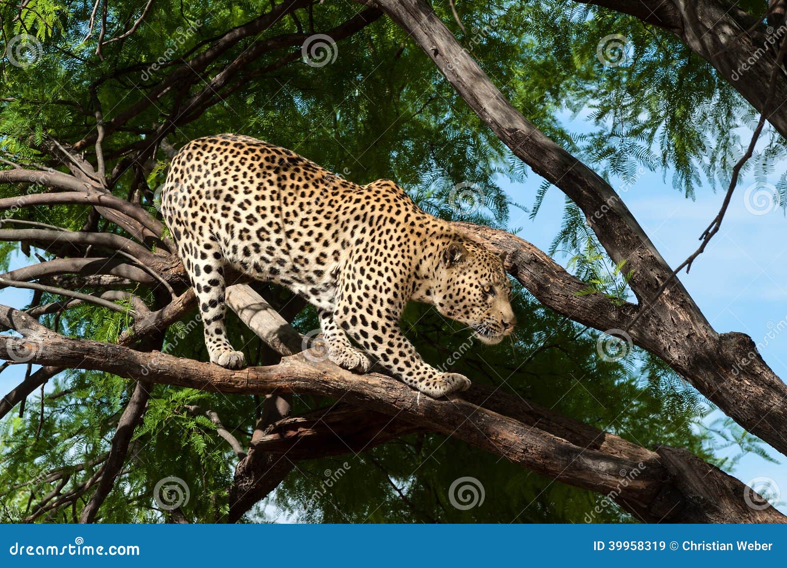 Leopard on a tree stock image. Image of speed, lone, leopard - 39958319