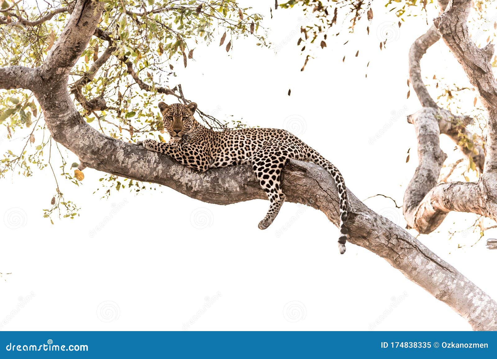 Leopard on Tree in the Wilderness Stock Image - Image of hunter ...