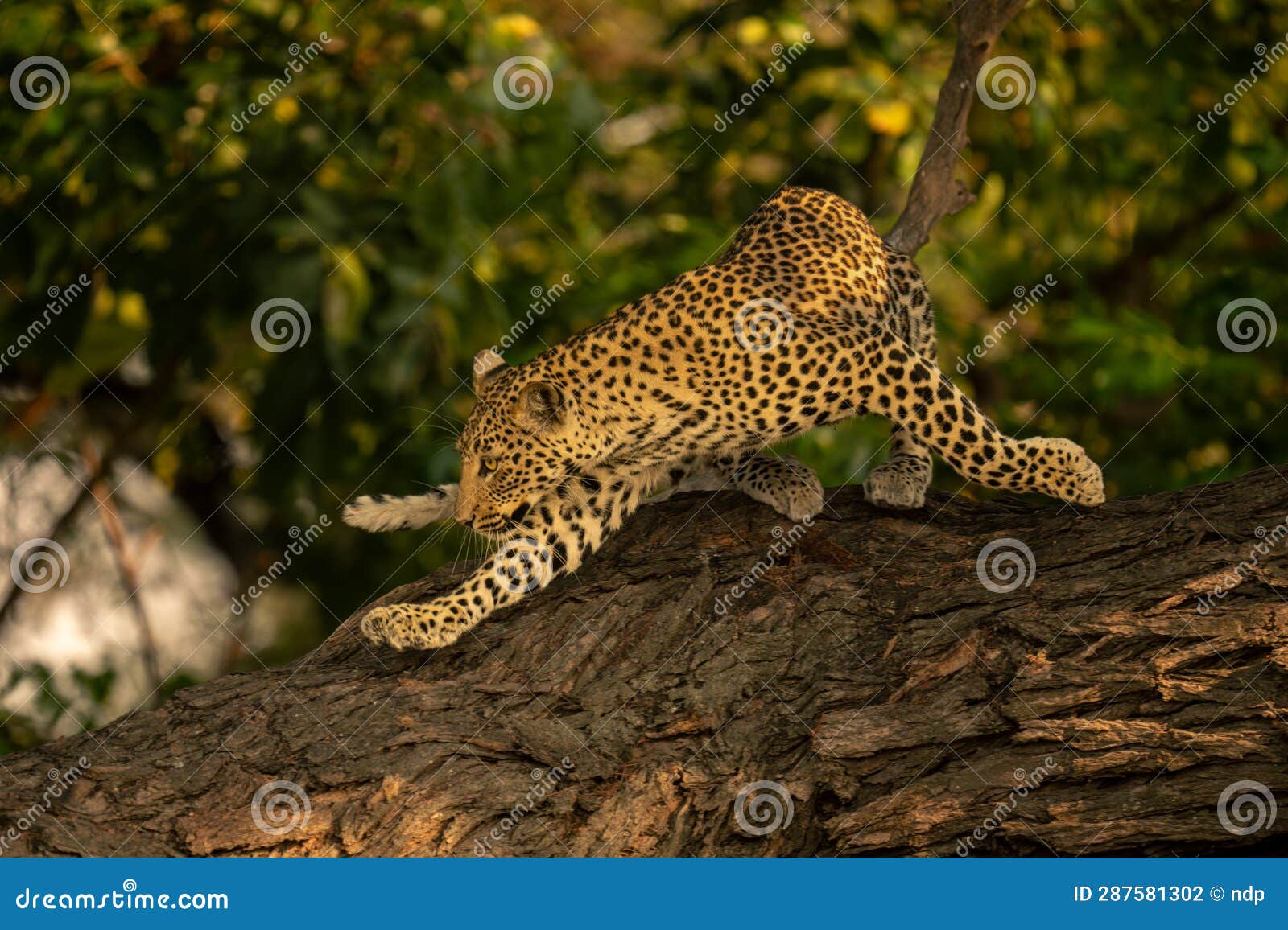 Leopard Turns To Run Down Thick Branch Stock Photo - Image of pardus ...