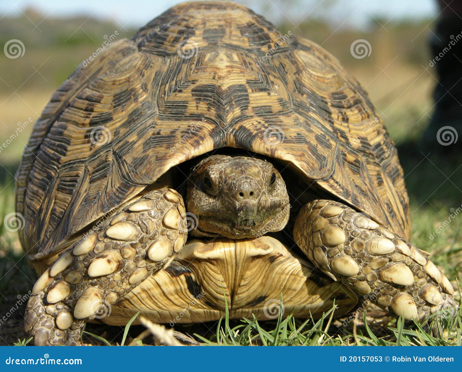 Leopard turtle stock image. Image of safari, etosha, frontal - 20157053