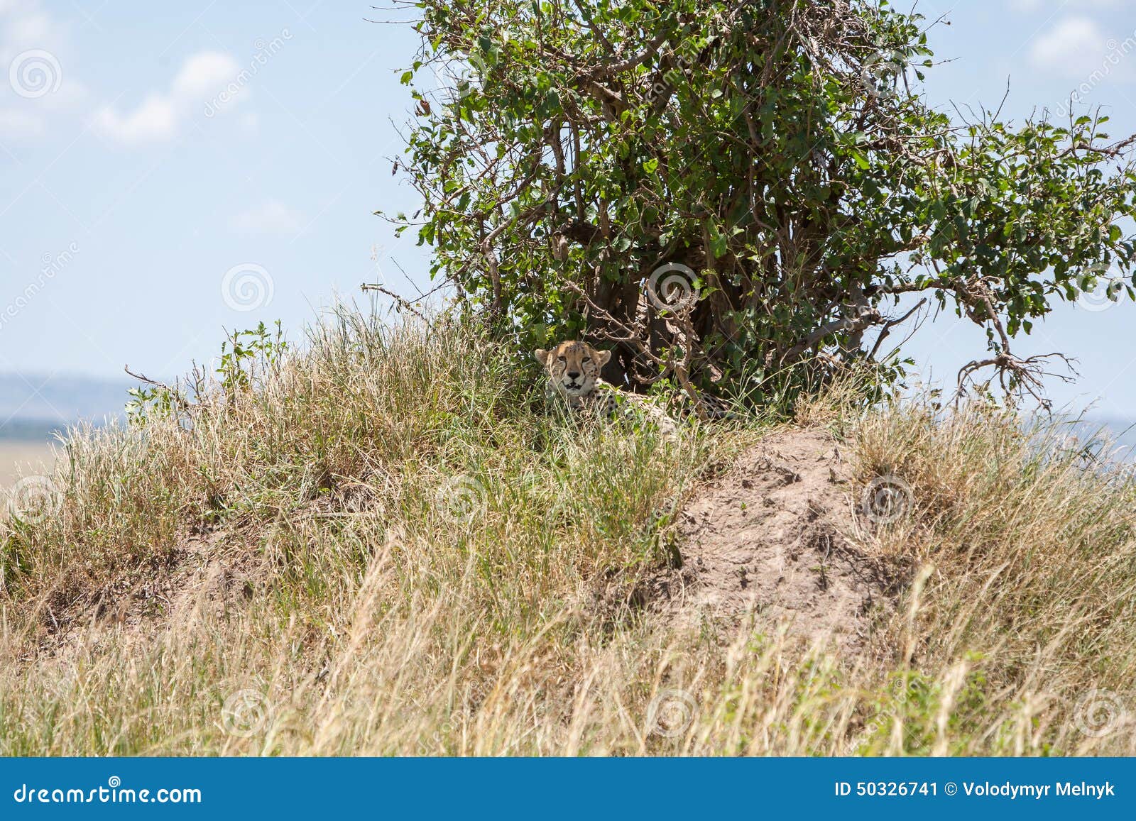 Leopard under the tree stock image. Image of kenya, spotted - 50326741