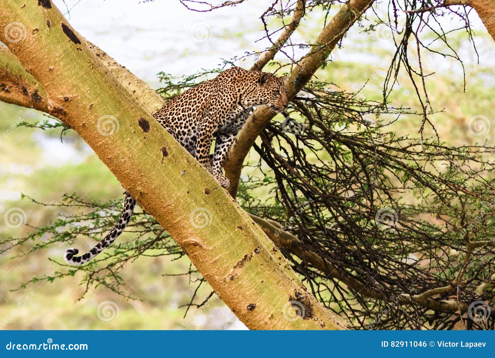 Leopard Waiting Prey. Ambush. on Tree Stock Photo - Image of prey ...