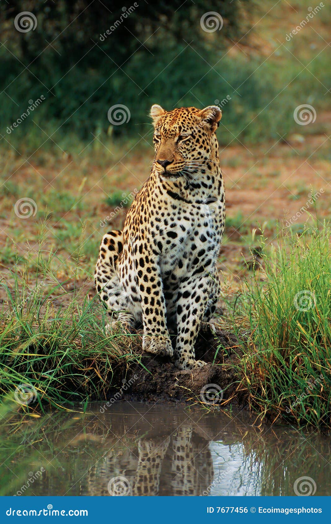 Leopard Waiting at Watering Hole Stock Photo - Image of outdoors ...