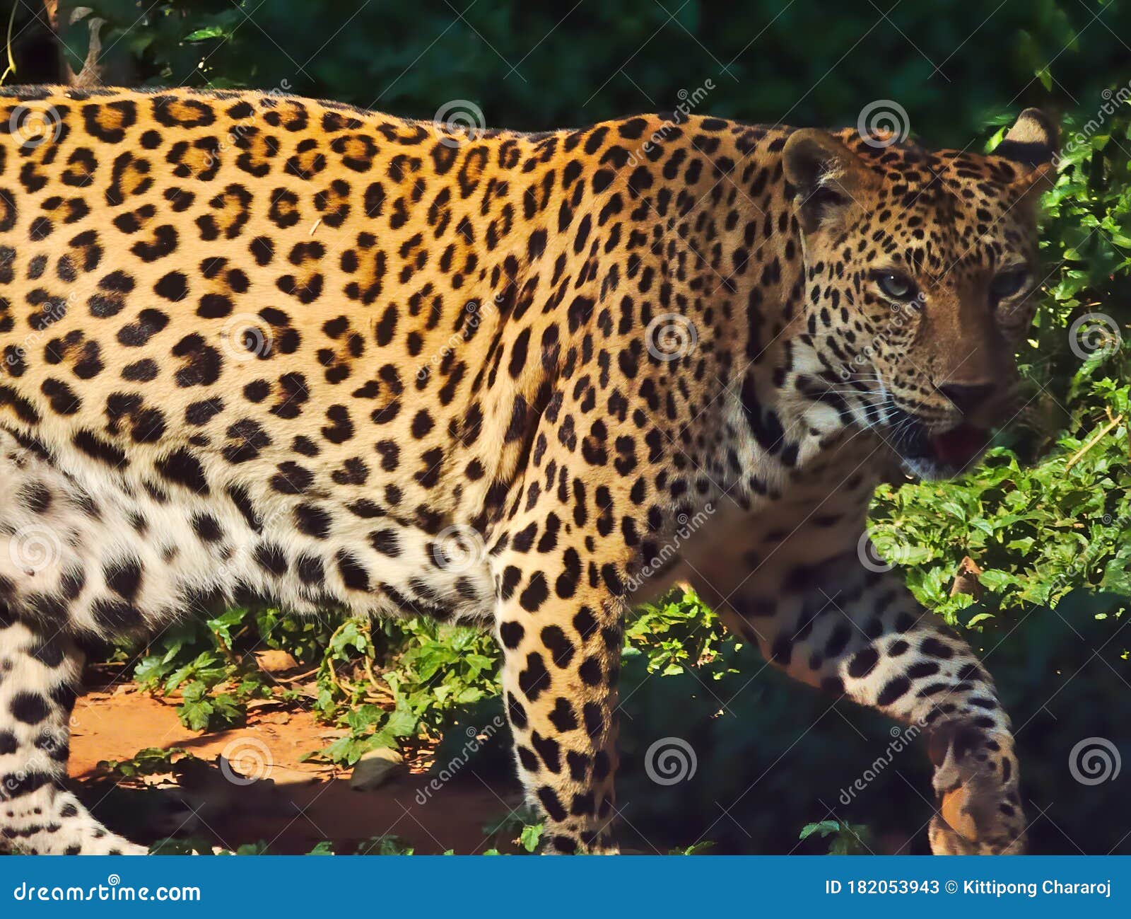 Leopard is walking stock image. Image of feline, leopard - 182053943