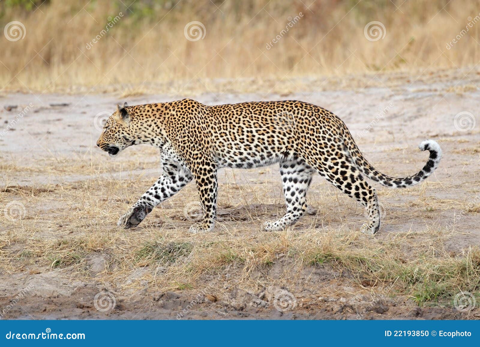 Leopard walking stock photo. Image of african, nature - 22193850