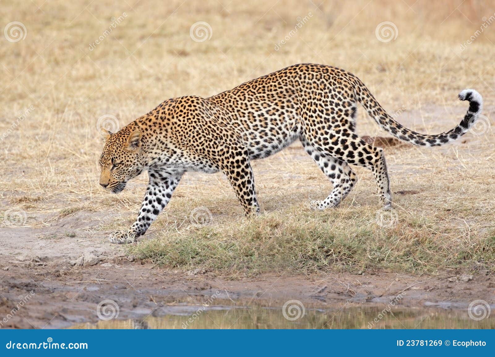 Leopard walking stock image. Image of pardus, mammal - 23781269