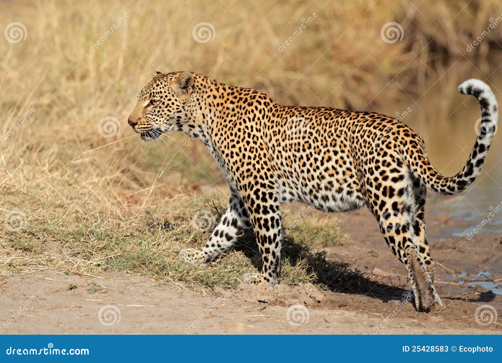 Leopard walking stock image. Image of sand, south, outdoor - 25428583