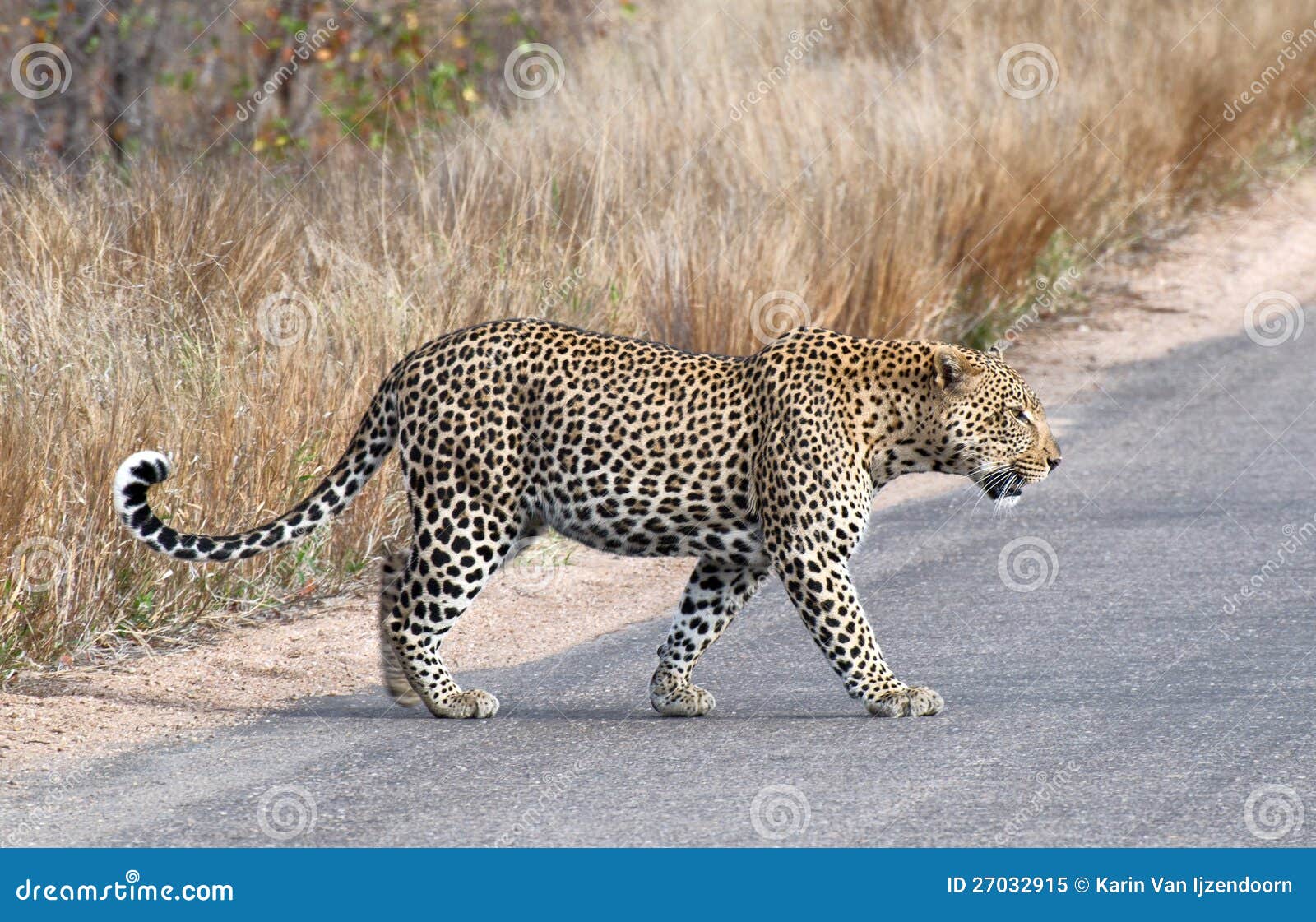 Leopard walking stock image. Image of nature, africa - 27032915