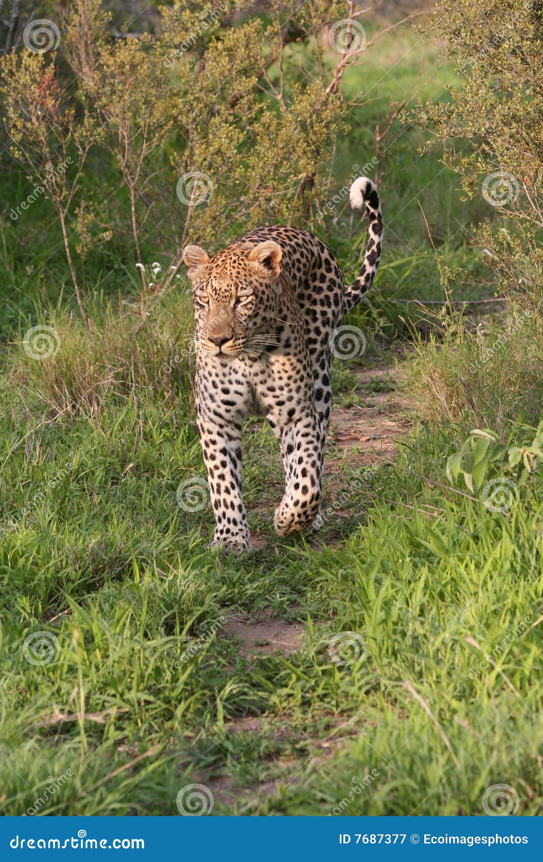 A leopard walking stock image. Image of africa, leopard - 7687377