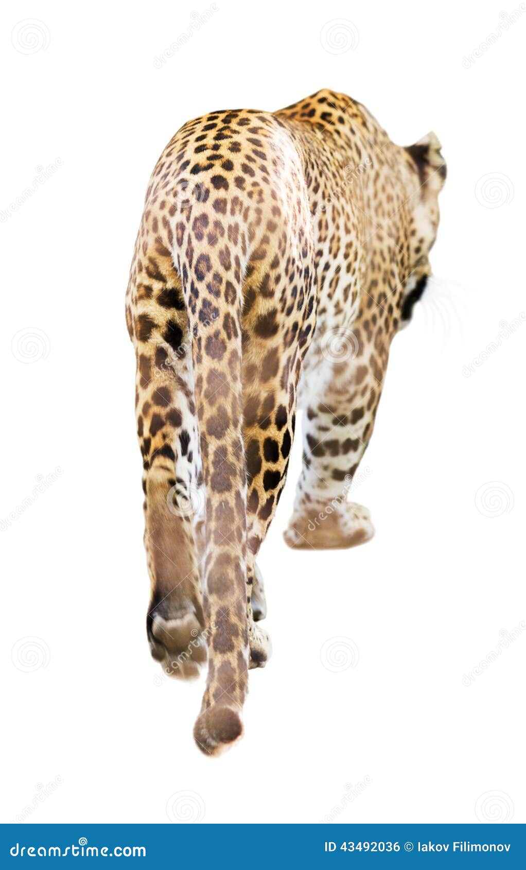 Leopard stock photo. Image of carnivore, endangered, animal - 43492036