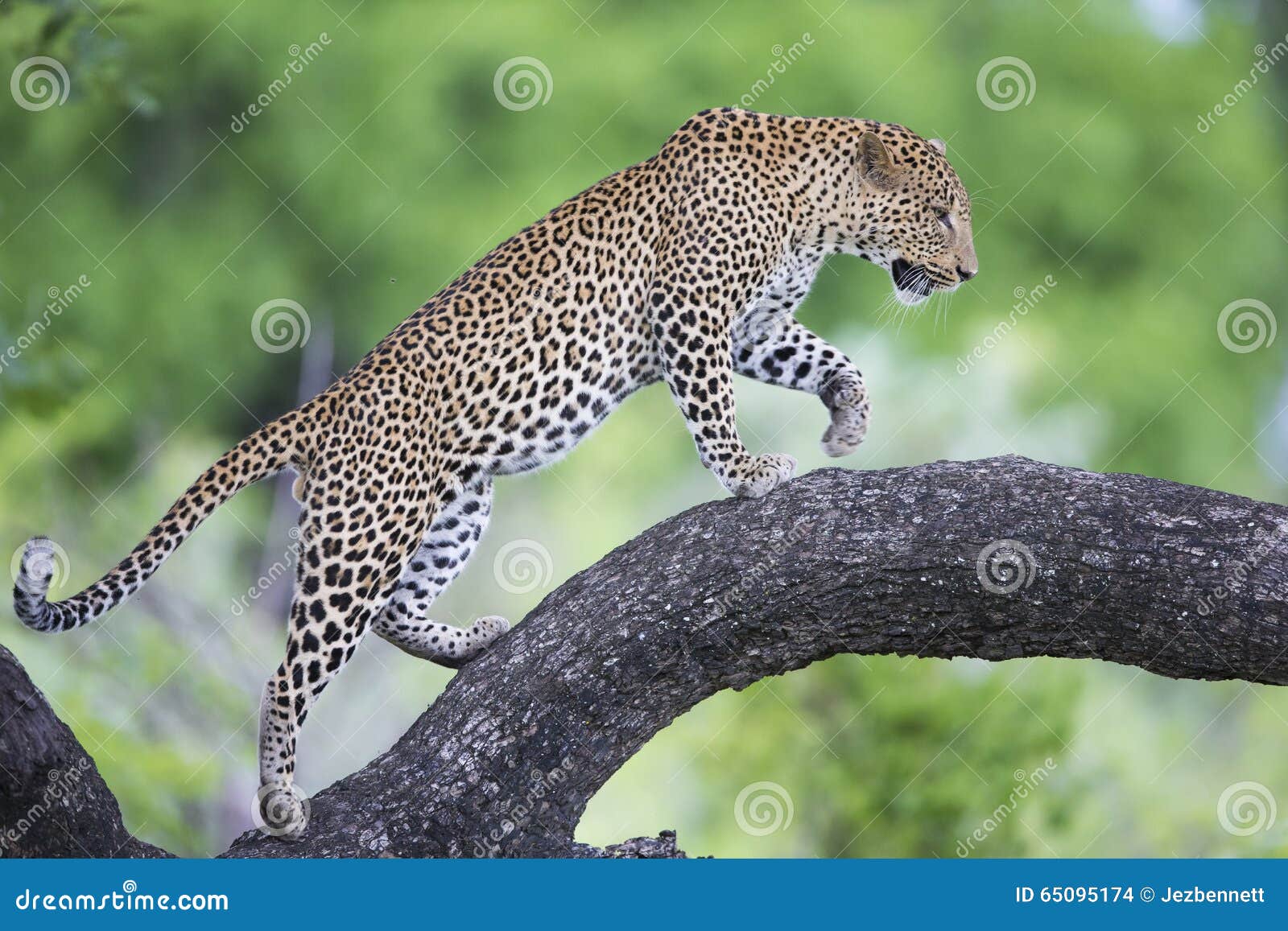 A Leopard Walking Through Bushes In Pilanesberg Stock Image ...