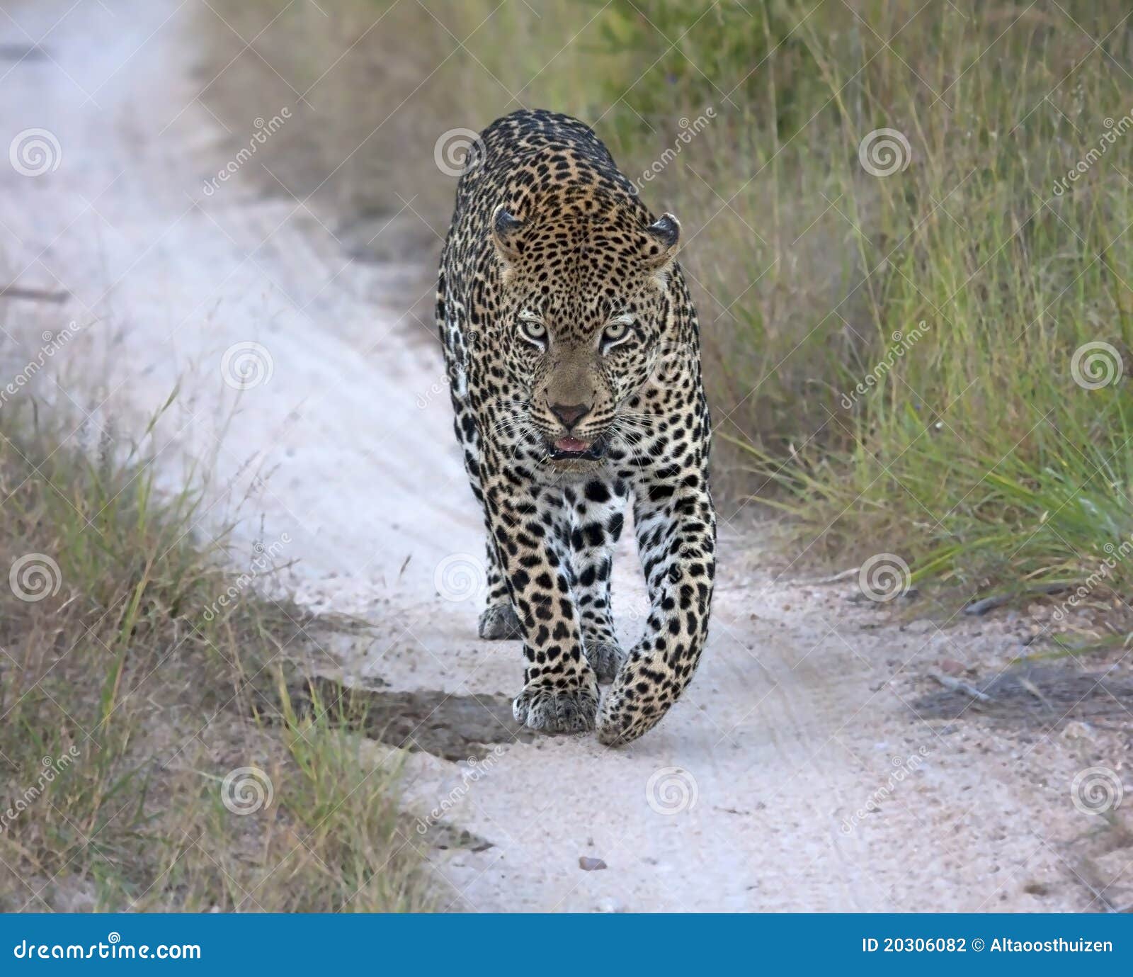 Leopard Walking Along a Road at Night Stock Photo - Image of hunting ...