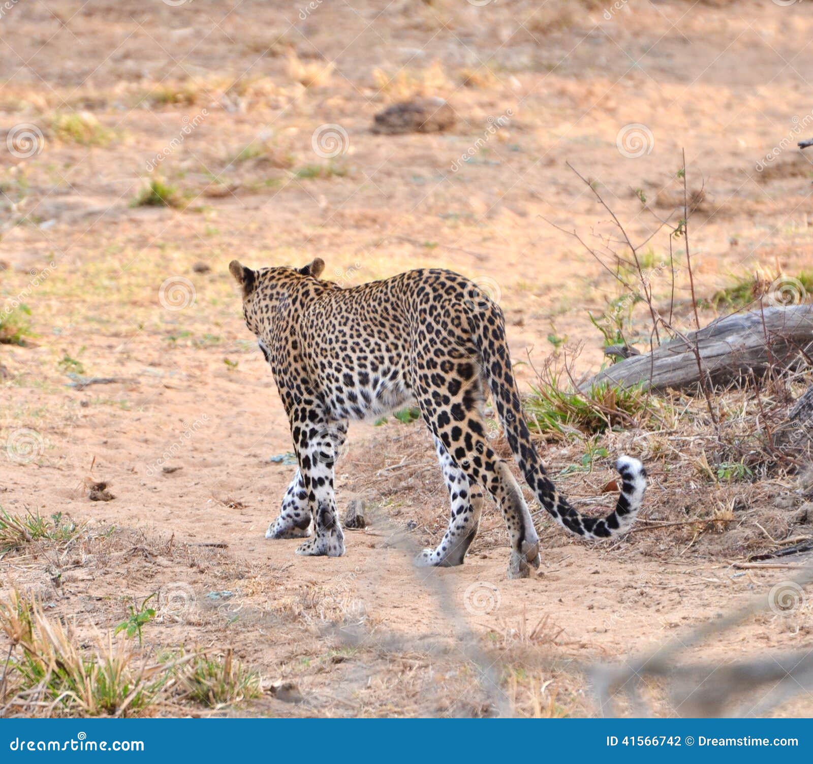 Leopard Walking Away stock photo. Image of spots, hunter - 41566742
