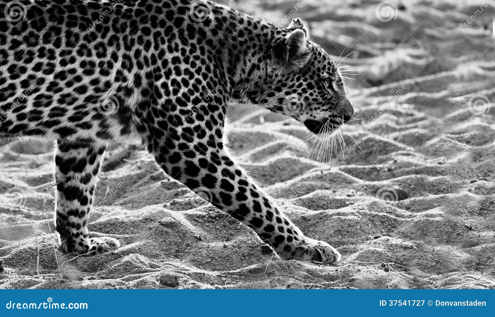 Leopard Walking stock image. Image of mammal, carnivore - 37541727