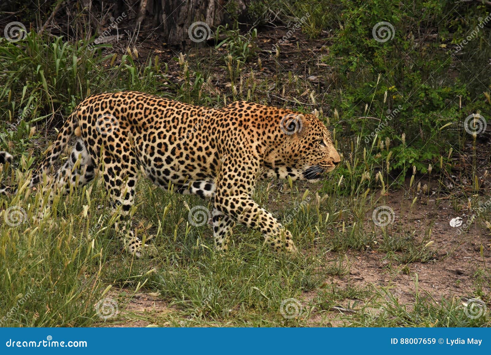 Leopard Walking in the Brush Stock Image - Image of jungle, park: 88007659