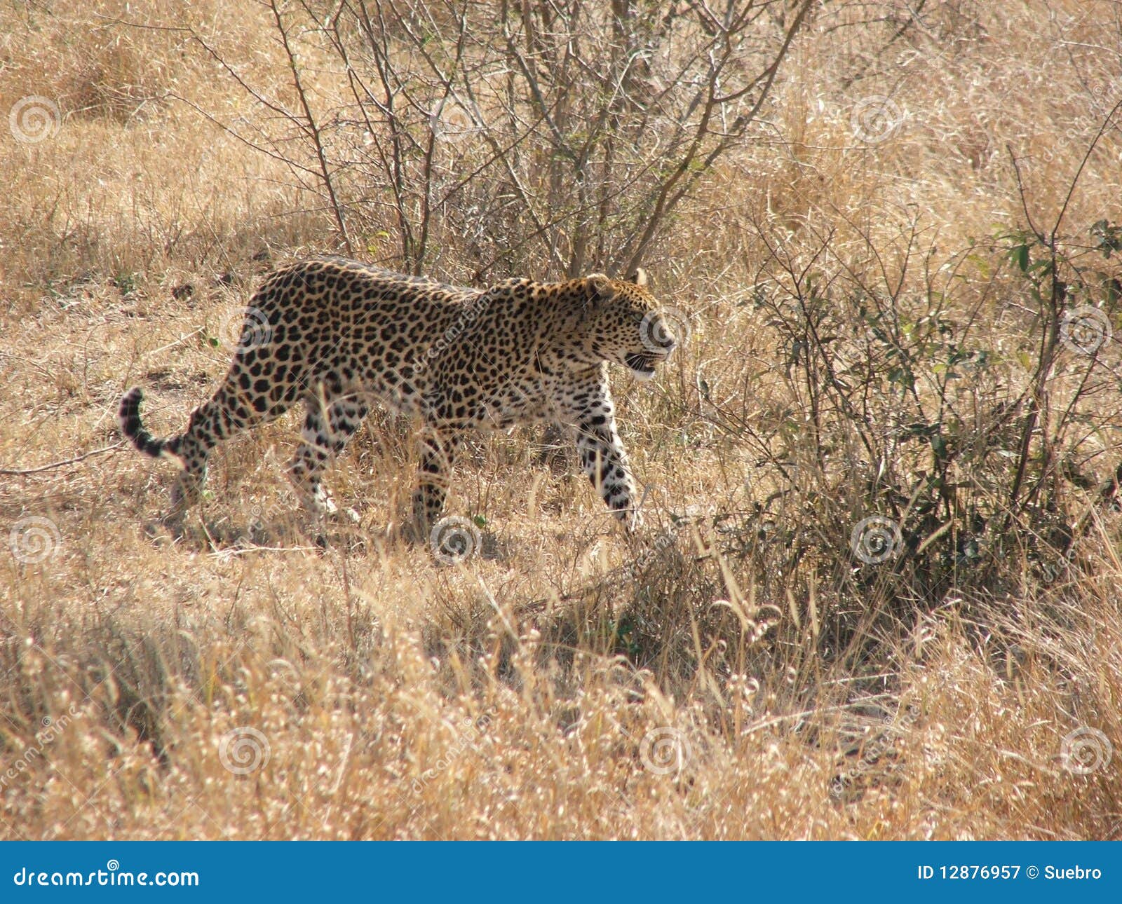 A Leopard Walking Through Bushes In Pilanesberg Stock Image ...