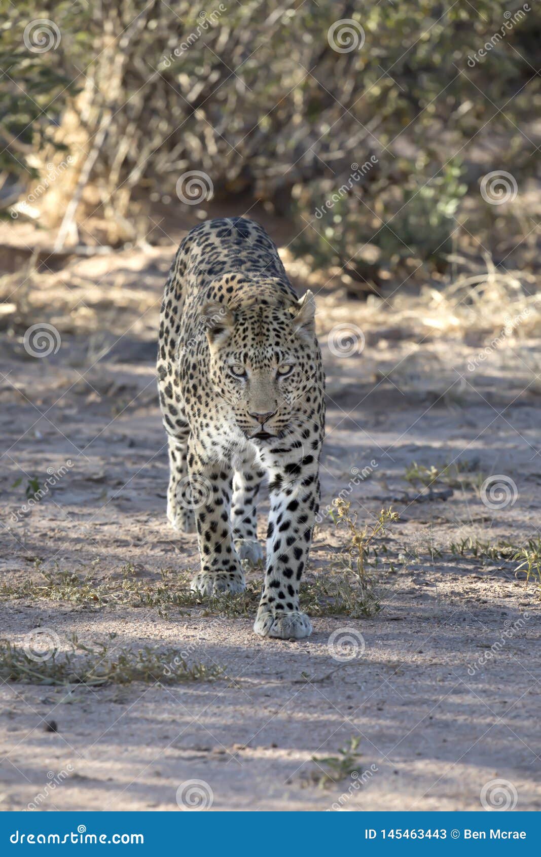 Leopard Walking in the Wild. Stock Image - Image of mapungubwe, namibia ...
