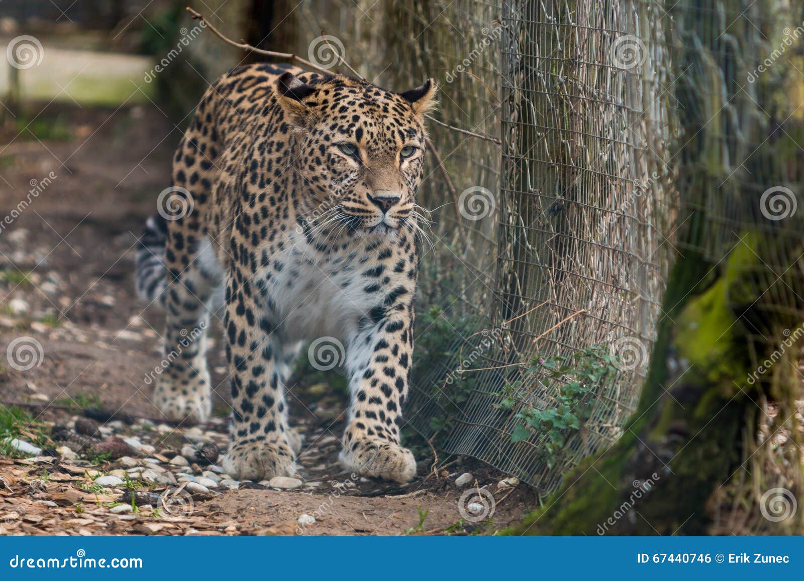 Leopard Walking by the Fence Stock Photo - Image of travel, carnivore ...
