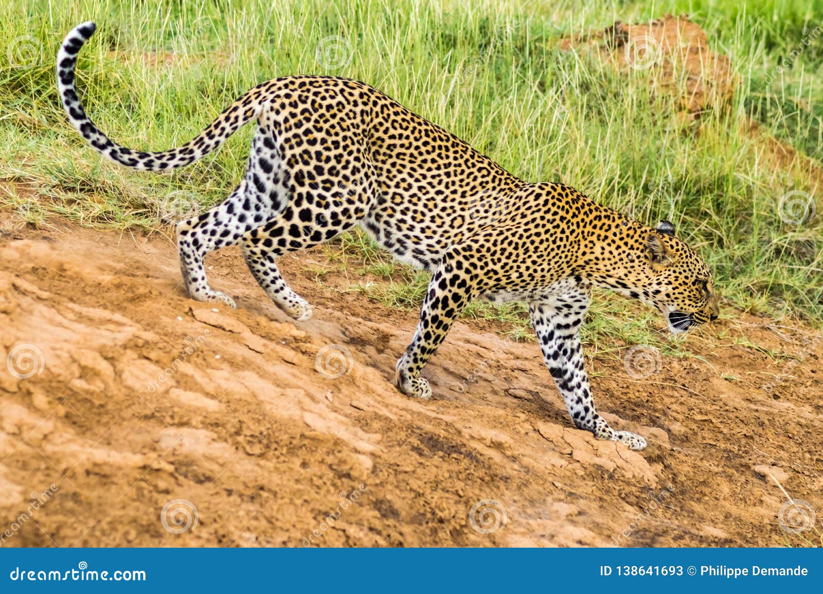 Leopard In The Forest Royalty-Free Stock Photo | CartoonDealer.com ...