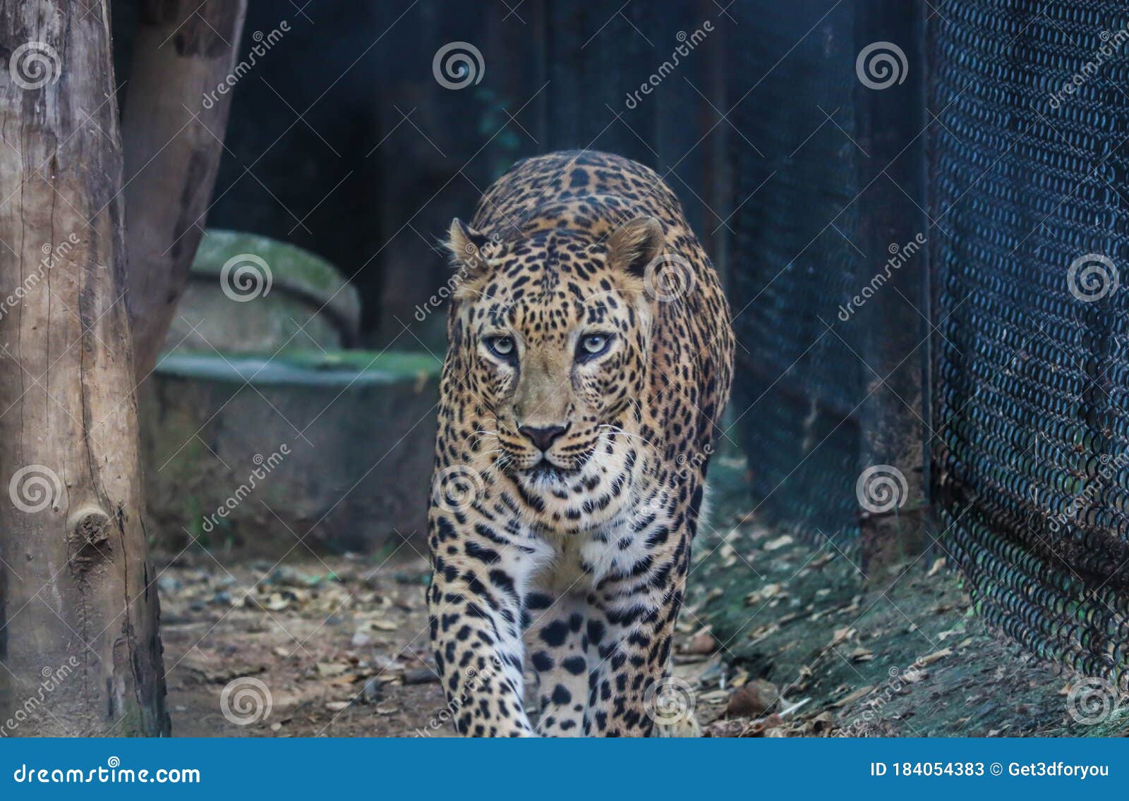 Leopard Walking Front Towards the Camera Stock Image - Image of deer ...