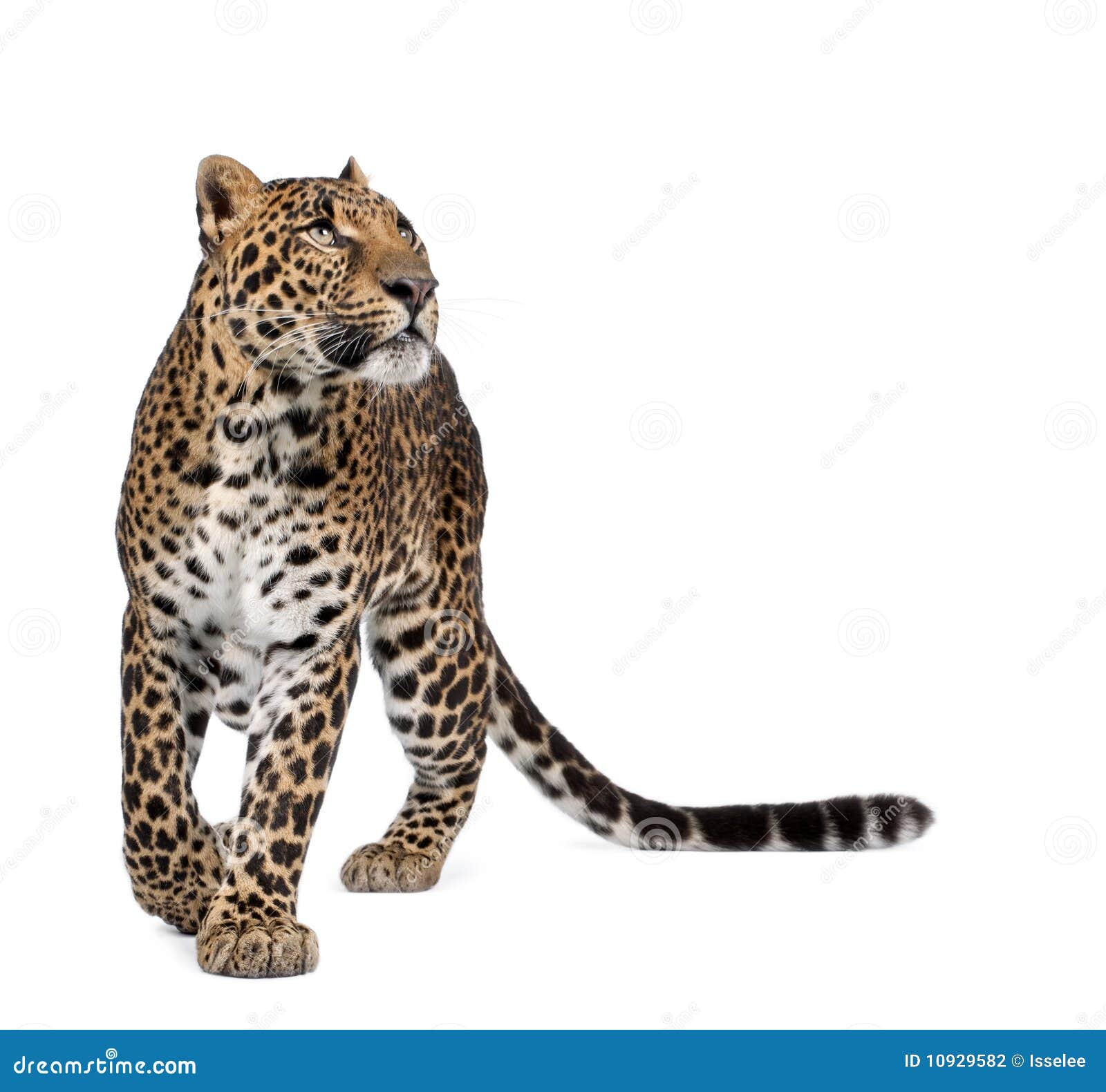 Leopard Background Stock Image | CartoonDealer.com #7635697