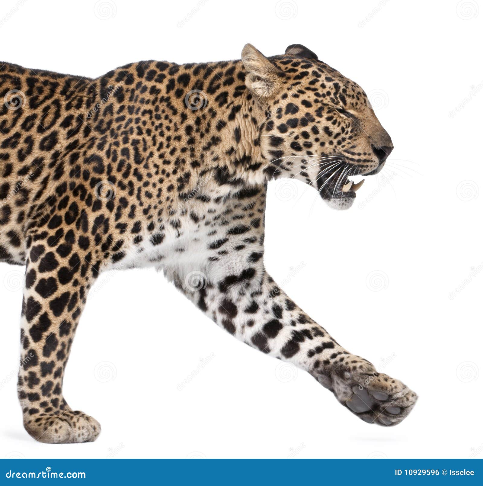 Leopard Walking in Front of a White Background Stock Photo - Image of ...