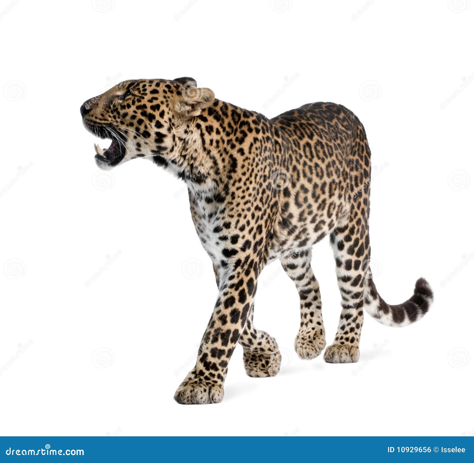 Leopard Walking