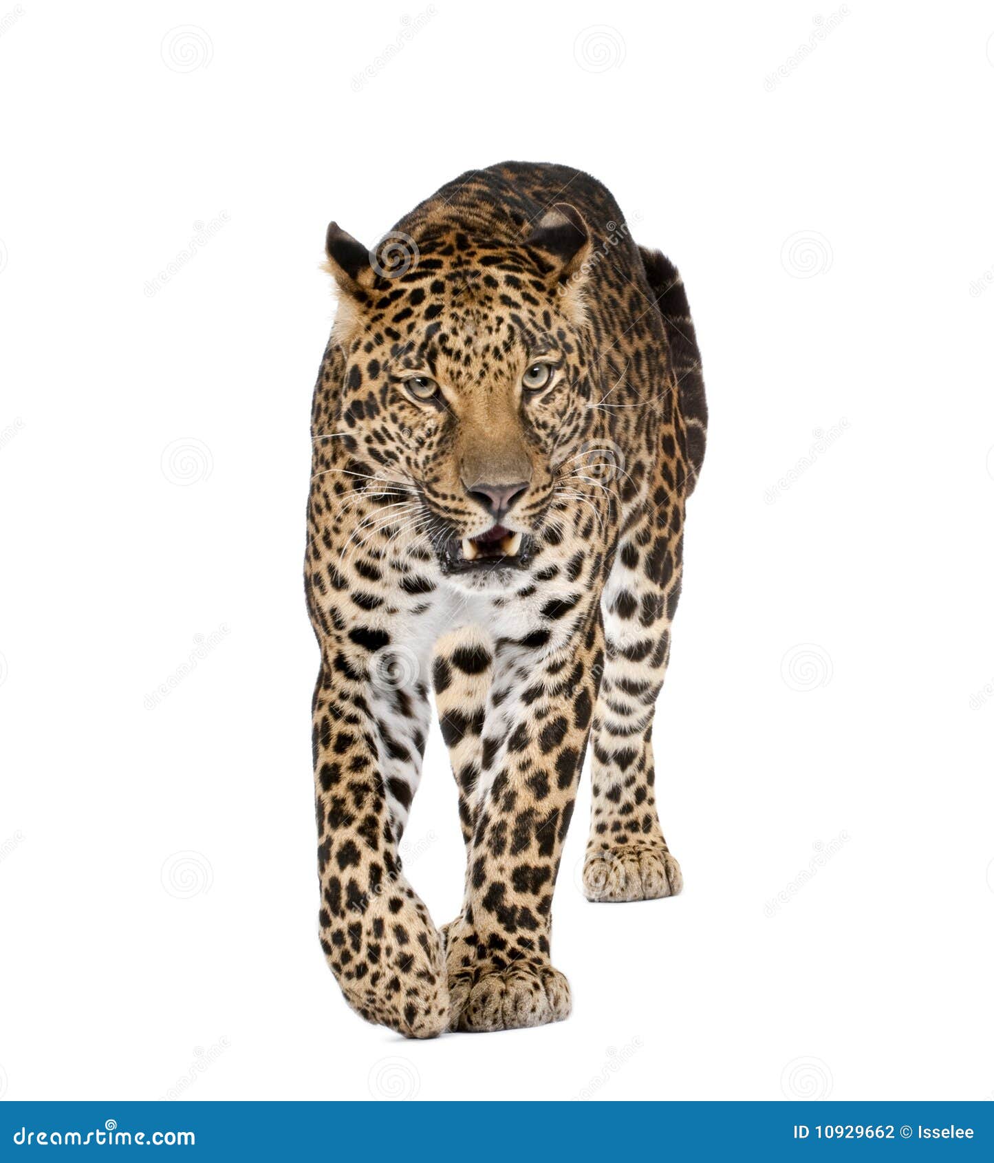 A Leopard Walking Through Bushes In Pilanesberg Stock Image ...