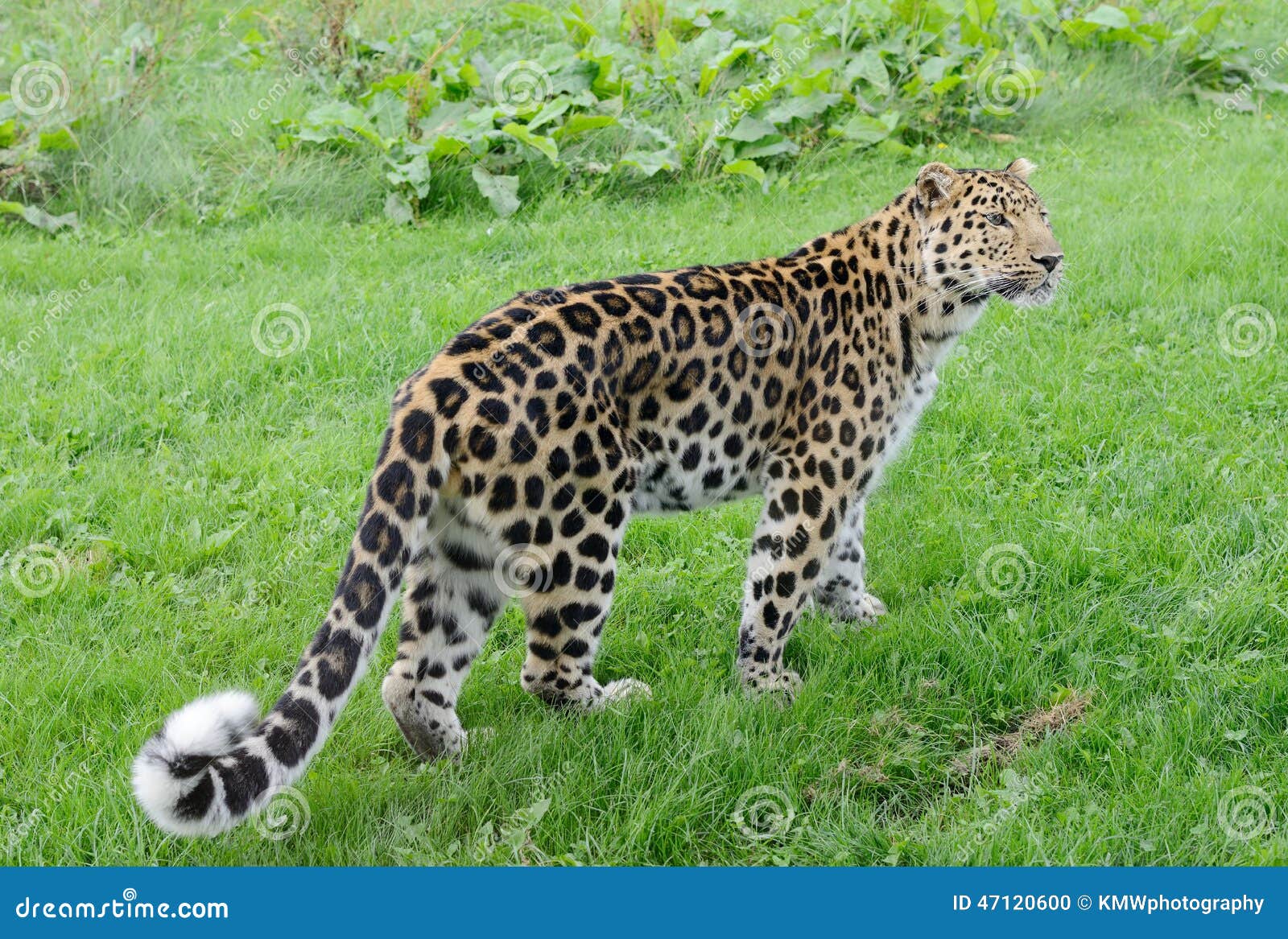 Leopard Walking stock photo. Image of leopard, animal - 47120600