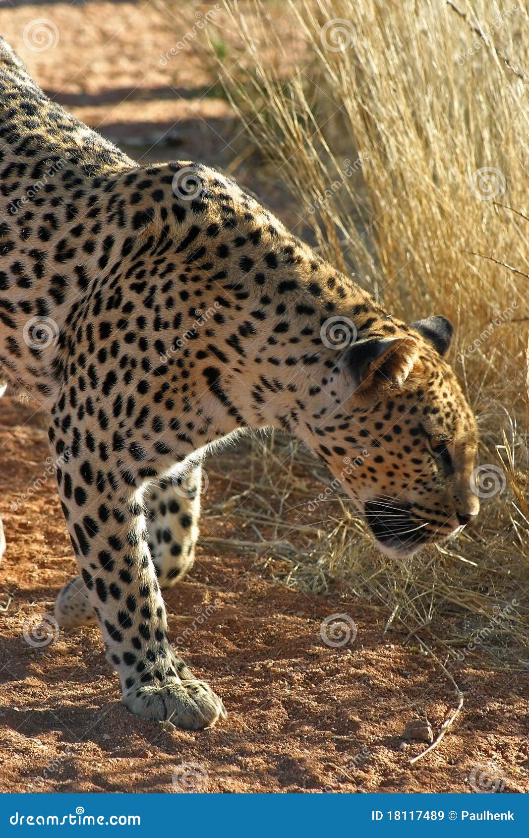 Leopard Walking through Grass Stock Image - Image of travel, whiskers ...