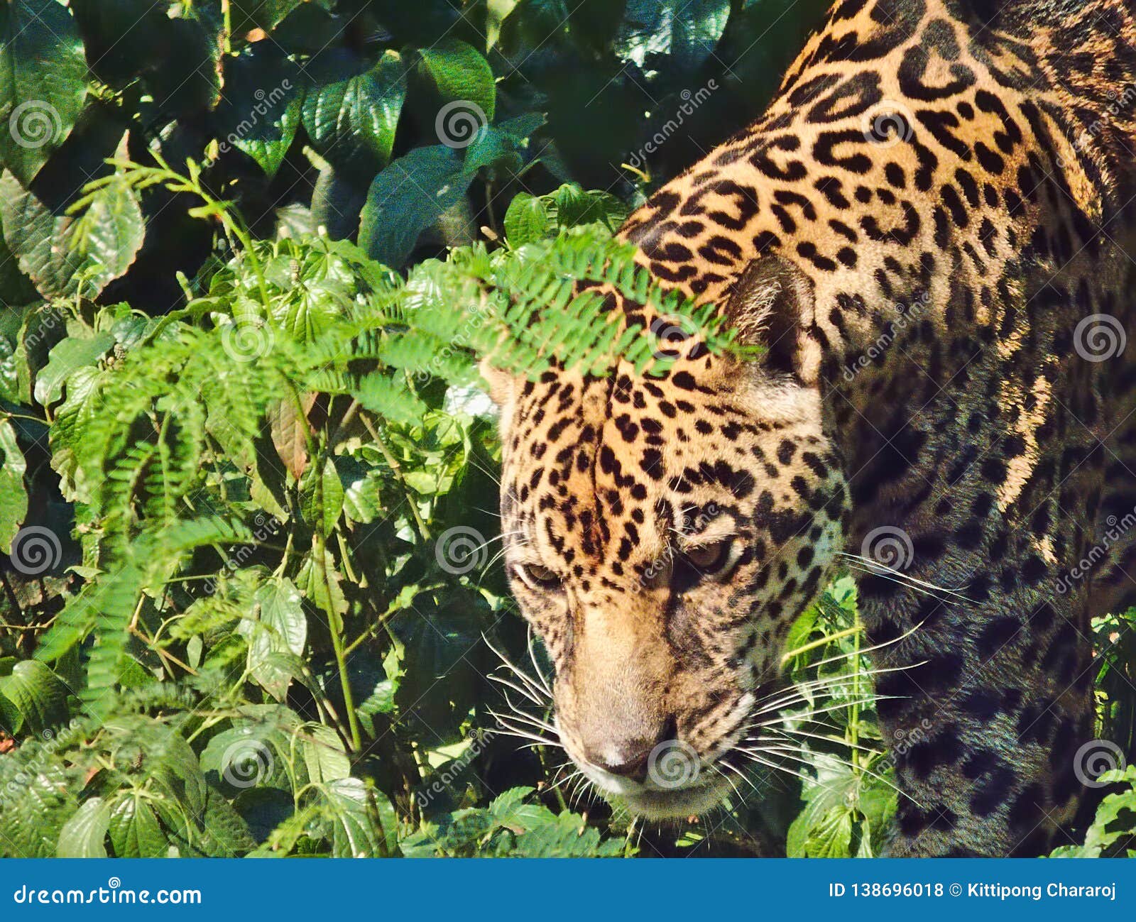 Leopard is walking. stock photo. Image of english, daytime - 138696018