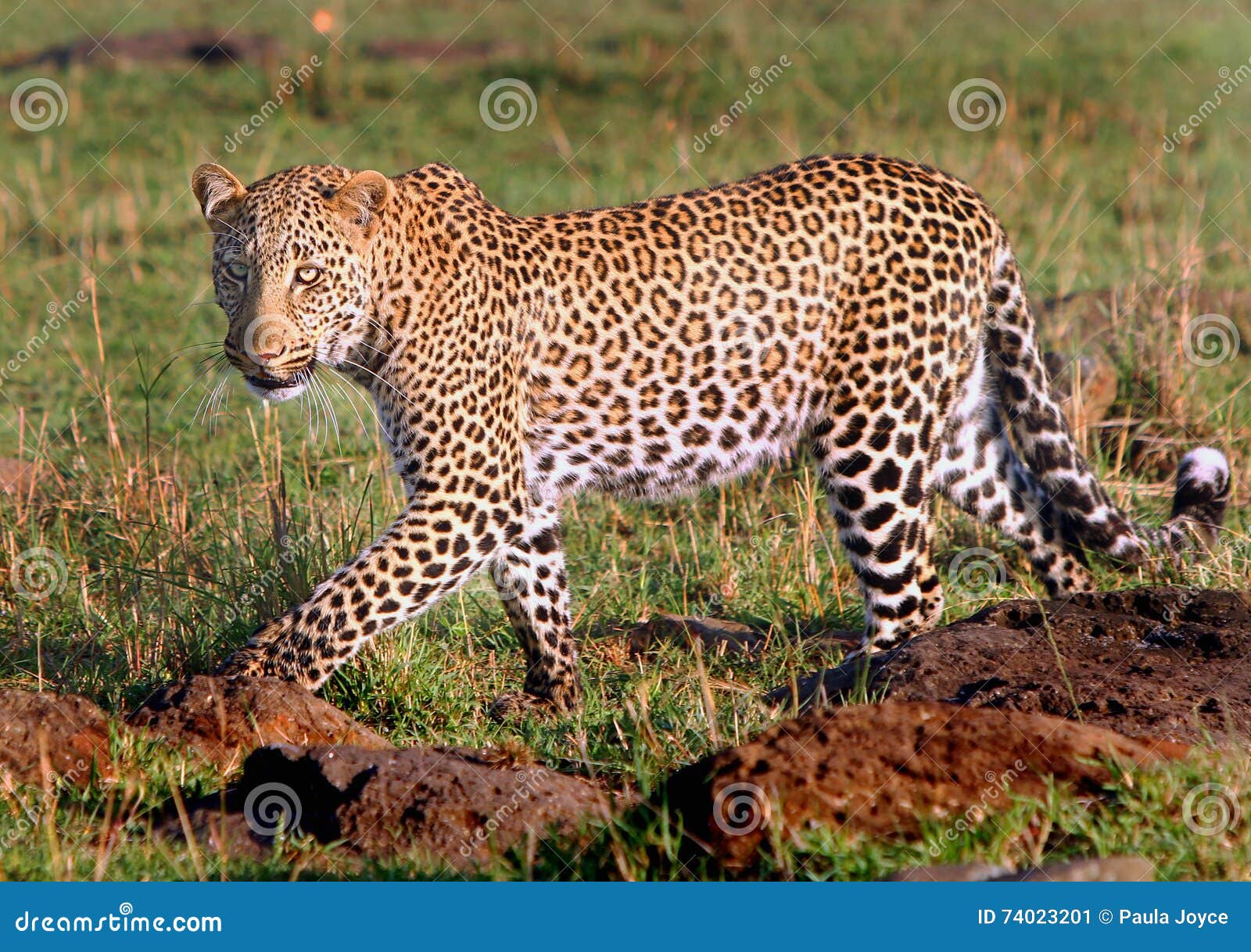 Leopard walking stock image. Image of landscape, leopard - 74023201