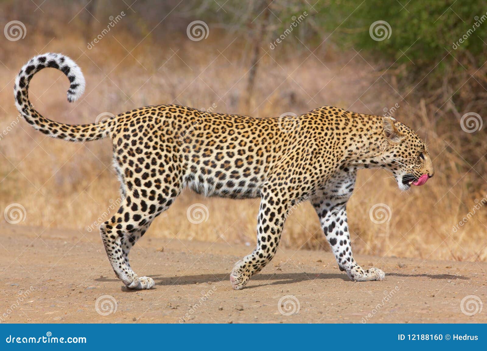 Leopard Walking on the Road Stock Photo - Image of outdoors, peaceful ...